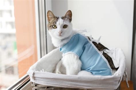 Cat Eye Discharge 9 Common Causes Great Pet Care