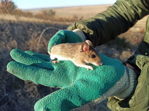 В степах Одещини знайшли рідкісну тваринку вона дуже мила фото — УСІ