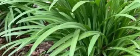 石韭菜秋天可以种吗 石韭菜秋天是否可以种 知秀网
