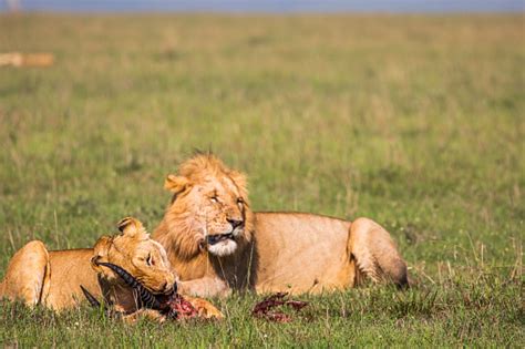 풀밭에 앉아 있는 수컷 사자가 먹이를 먹고 있는 암컷 사자를 관찰하고 있다 0명에 대한 스톡 사진 및 기타 이미지 0명 갈기 걷기 Istock
