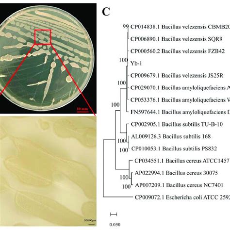 The Morphological And Molecular Identification Of Strain Yb 1