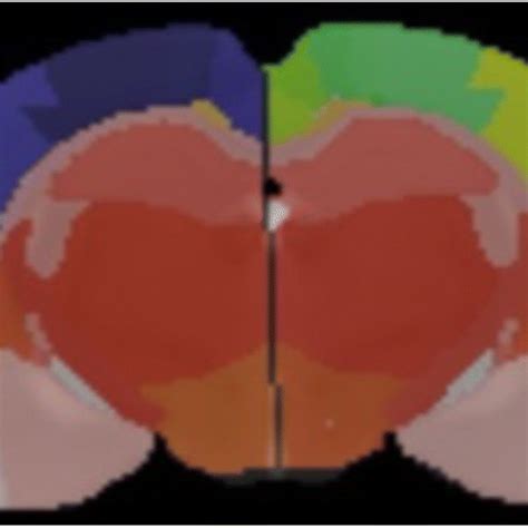 Rat Mri Labelled Atlas Used For Automatic Segmentation Of The Download Scientific Diagram