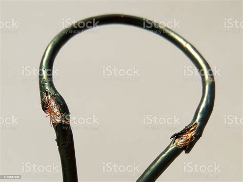 흰색 바탕에 검은 색 전기 코드를 손상 위험한 깨진 전기 케이블 설치류에 대한 스톡 사진 및 기타 이미지 설치류 손상 집 Istock