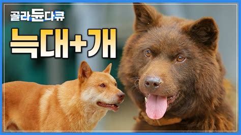 ‘물리면 뼈도 못 추린다 소백산 야생늑대와 집 강아지 사이에 태어난 귀한 한국 토종견│뱀 정도는 그냥 잡아버리는 용맹한 ‘불개│아주 각별한 기행│골라듄다큐 Youtube