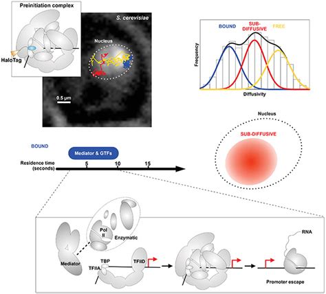 Spatio Temporal Coordination Of Transcription Preinitiation Complex Assembly In Live Cells Pmc