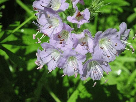 Wildflower Appendaged Waterleaf Hydrophyllum Appendiculatum Greene