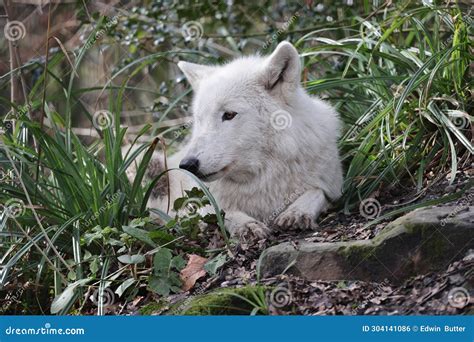 Hudson Bay Wolf Canis Lupus Hudsonicus Stock Photo Image Of Fierce Hudsonicus