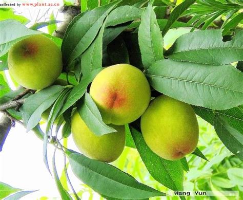 桃Amygdalus persica Linn 植物图片库 植物通