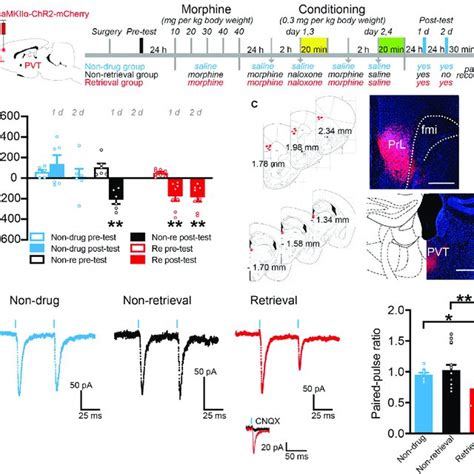 The Influence Of The Inhibition Of Prl Pvt Projection Neurons On The Download Scientific