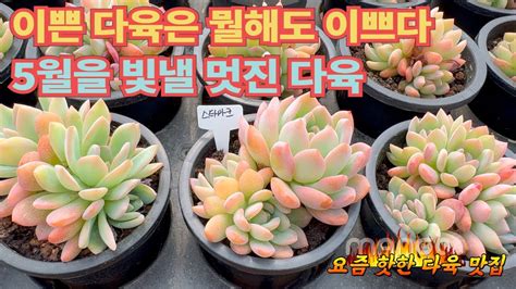 이렇게 이뻐도 되나요 5월을 빛내줄 끝내주는 다육이들 소개합니다 Youtube