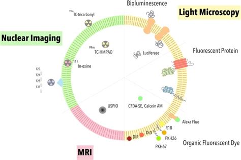 Exosome Engineering Services Creative Biostructure