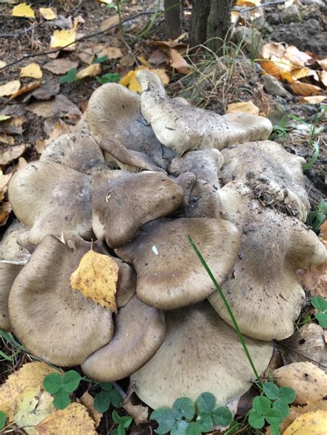 Рядовка скученная 5 фото гриб опознан