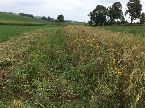 Why Prairie Strips Farmer Dan Stoffel… Sand County Foundation