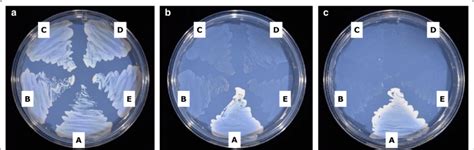 Growth Of C Necator H16 And Its Valine Degradation Deficient Mutants
