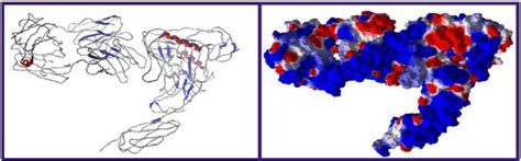 Structure Of Gp120 Protein Download Scientific Diagram