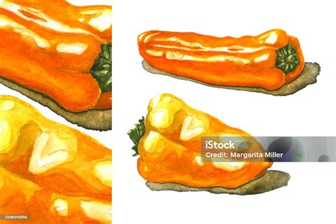 노란색과 오렌지 미니 고추 신선한 달콤한 파프리카 흰색 배경에서 고립 된 손으로 그린 수채화 예술 메뉴 디자인용 식품