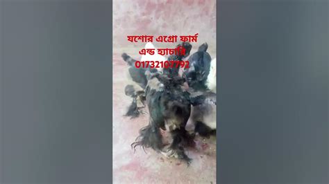 ভ্রাম্য মুরগির বাচ্চা যশোর এগ্রো ফার্ম এন্ড হ্যাচারি এখানে সকল প্রকার বাচ্চা পাওয়া যায় Youtube