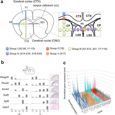 Anatomical Regions And Their Gene Expression A Sampling Points And Download Scientific