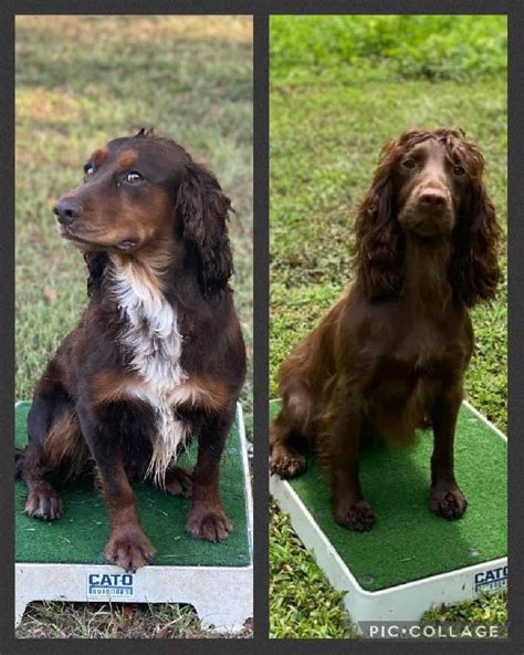 English Cocker Spaniel Litter Born 92322