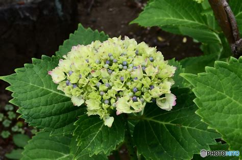 庭に咲いた花 まだ色がついてません By Makp70 （id：13000172） 写真共有サイトphotohito