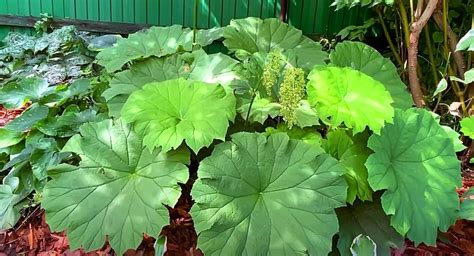 Растения с большими и даже огромными листьями фото названия и