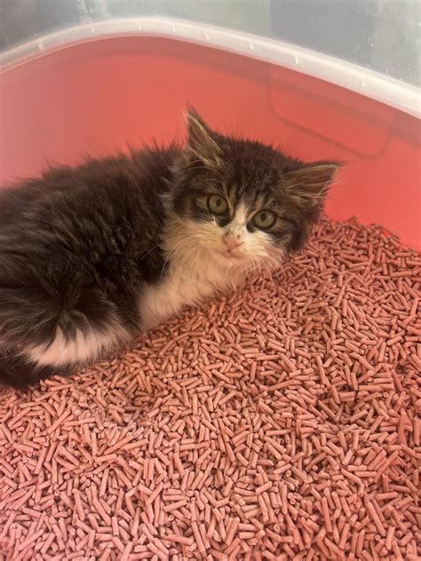 코리안 숏헤어 아깽 고양이 책임분양 강아지무료분양 고양이무료분양 유기견입양 아이조아요양보호소