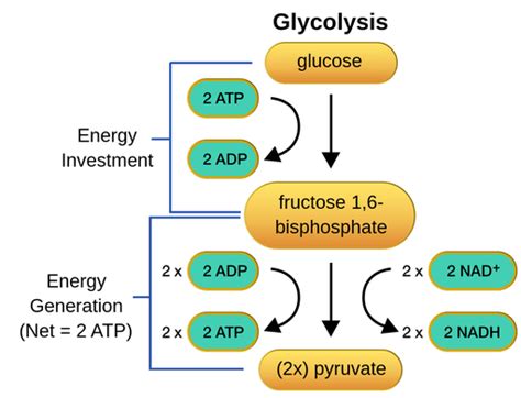 Glycolysis Simplified