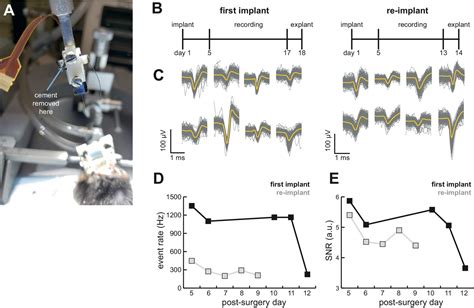 Figures And Data In Chronically Implanted Neuropixels Probes Enable High Yield Recordings In