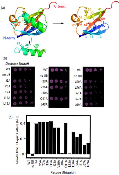 Figure 1 From Alanine Scan Of Core Positions In Ubiquitin Reveals Links
