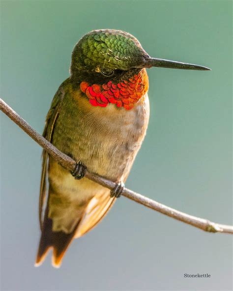 Male Ruby Throated Humming Bird 232 Metal Print Etsy