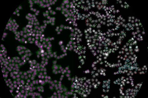Scientists Unveil The Functional Landscape Of Essential Genes Mit