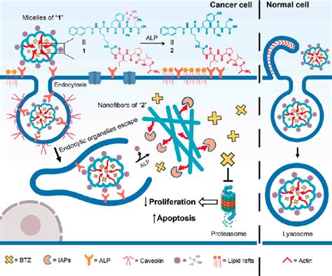 Enzyme Instructed Self Assembly Leads To Aggregation In Cancer Cells