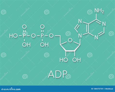 Adenosine Diphosphate Adp Molecule Plays Essential Role In Energy Use And Storage In The Cell