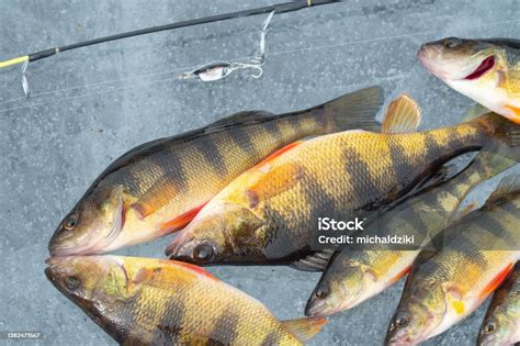 얼음 낚시 얼음 잡기 얼음에 물고기 신선한 음식 야외 활동 자연 광 0명에 대한 스톡 사진 및 기타 이미지 0명 겨울 낚시 Istock