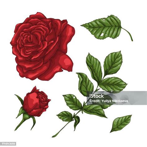 빨간 장미 꽃 꽃 봉 오리와 잎의 세트 흰색 벡터 일러스트 레이 션에 절연 0명에 대한 스톡 벡터 아트 및 기타 이미지 0명 꽃 나무 꽃 식물 Istock