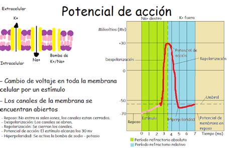 Potencial De Accion