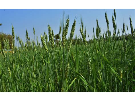 စစ်ကိုင်းတိုင်းဒေသကြီးအတွင်းရှိ ခရိုင် ၇ ခု၌ ဂျုံသီးနှံ ဧက ၇၆၀၀၀ ကျော် စိုက်ပျိုးပြီးစီး