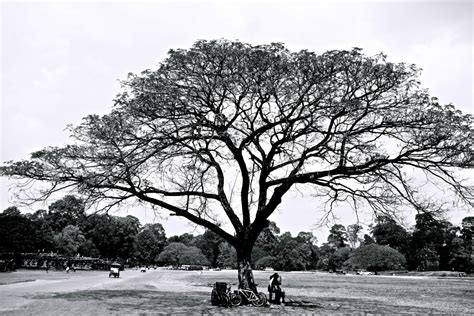 картинки дерево филиал снег зима черное и белое цветок Погода монохромный время года