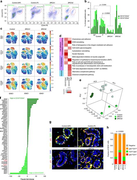 Heterogeneity Of The Cd10⁺ Cell Population A Facs Analysis Of Cd10⁺ Download Scientific