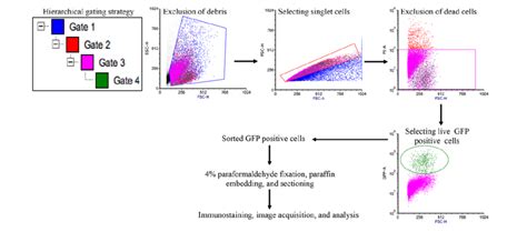 Fluorescence Activated Cell Sorting Strategy To Acquire Egfp Expressing Download Scientific