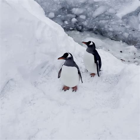 Penguin Nasa Antarctica Holiday Space2sea Scottkelly Williamshatner Daniel Fox