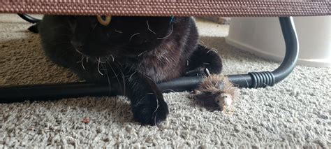 Im Cat Sitting Today Got Him A Catnip Mouse Best Toy Ever R Notmycat