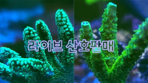 산호 판매 라이브 Youtube