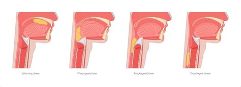 Swallowing Process Poster Premium Vector