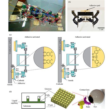 Applications Of Wet Adhesion In Robotics A Hexapod Climbing Robot
