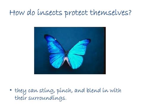 PPT CREEPY INSECTS PowerPoint Presentation Free Download ID 2493320