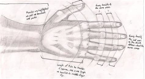 Hand Reference Sheet By Werewolfnick On Deviantart