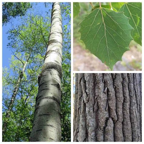 Poplar Tree Identification