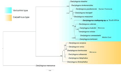 Maximum Likelihood Phylogram Based On A Concatenated Analysis Of
