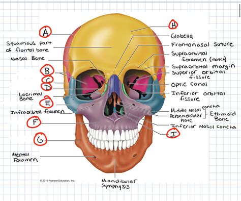 Anterior Skull Diagram Diagram Quizlet